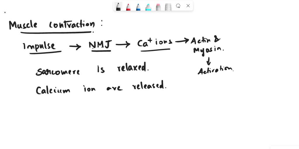 SOLVED: Put the steps of muscle contraction in order from first (1) to ... SOLVED: Put the steps of muscle contraction in order from first (1) to ...
