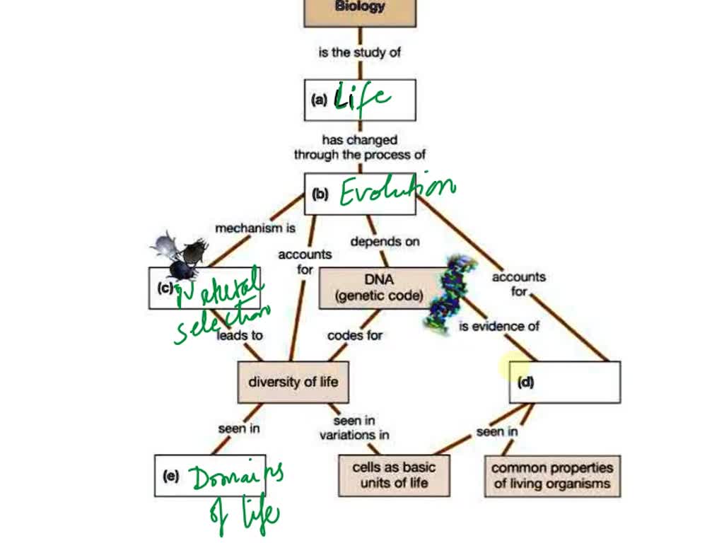 SOLVED: CONNECTING THE CONCEPTS 1. Complete the following map ...