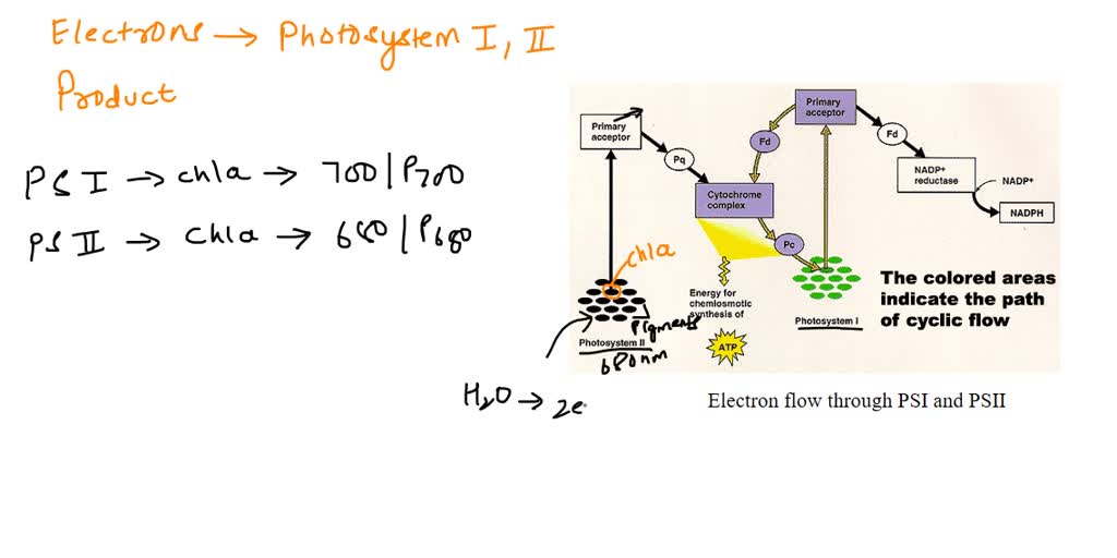SOLVED: 1. Describe how electrons flow from Photosystem II to ...