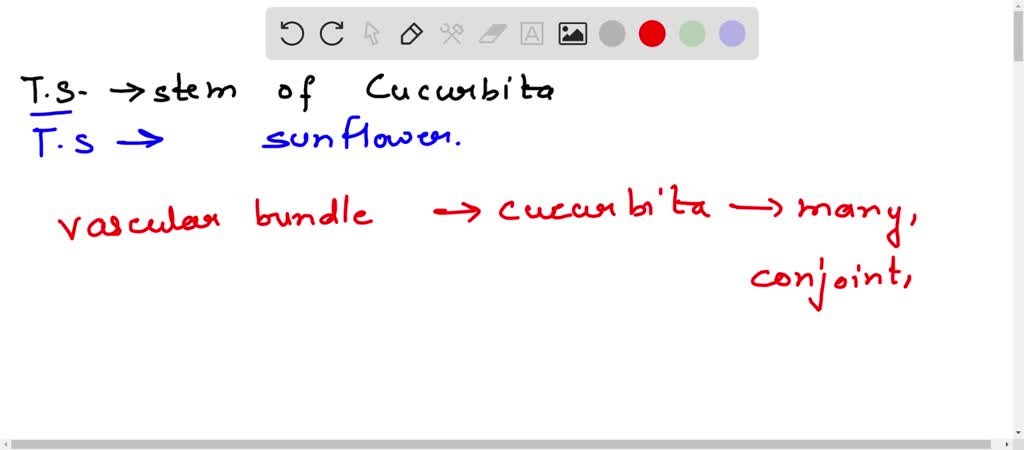 SOLVED: T.S. of stem of Cucurbita can be identified from the T.S. of ...