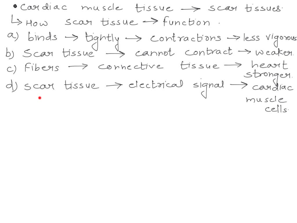 SOLVED: When cardiac muscle tissue dies in adults, it is replaced with ...