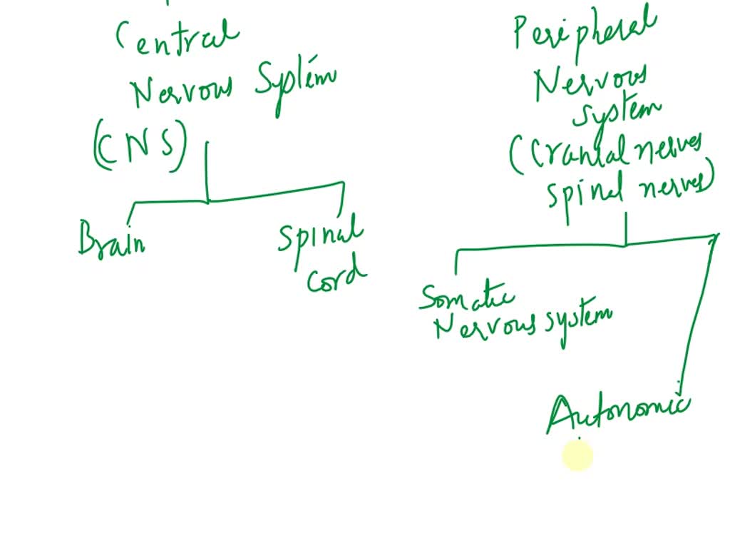 SOLVED: Nam structural and functional unit of nervous system . Draw a ...