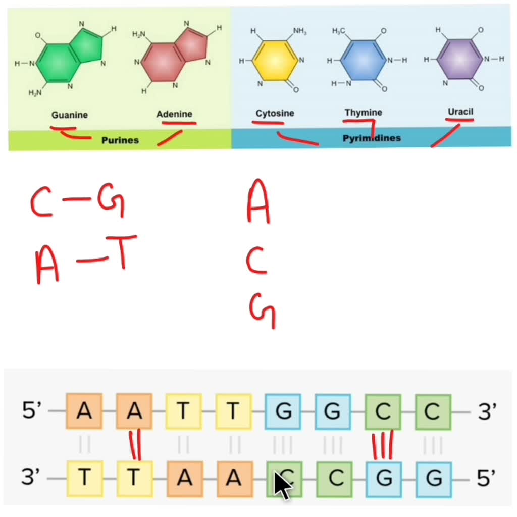 SOLVED: If a DNA strand with the sequence GGCATGCCTATGCGA is ...