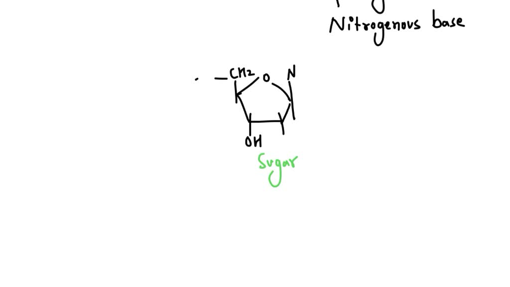 SOLVED: draw simple model of a dna nucleotide and label it three main parts