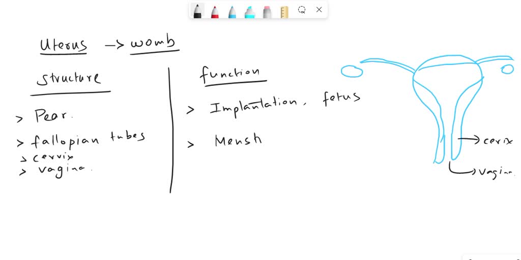SOLVED: Outline the structure and basic functions of the uterus