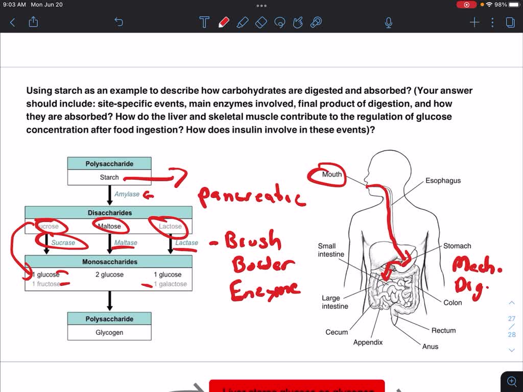 SOLVED: Using starch as an example to describe how carbohydrates are ...