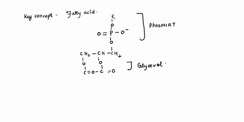Sketch the arrangement of 10 phospholipids that are part of...