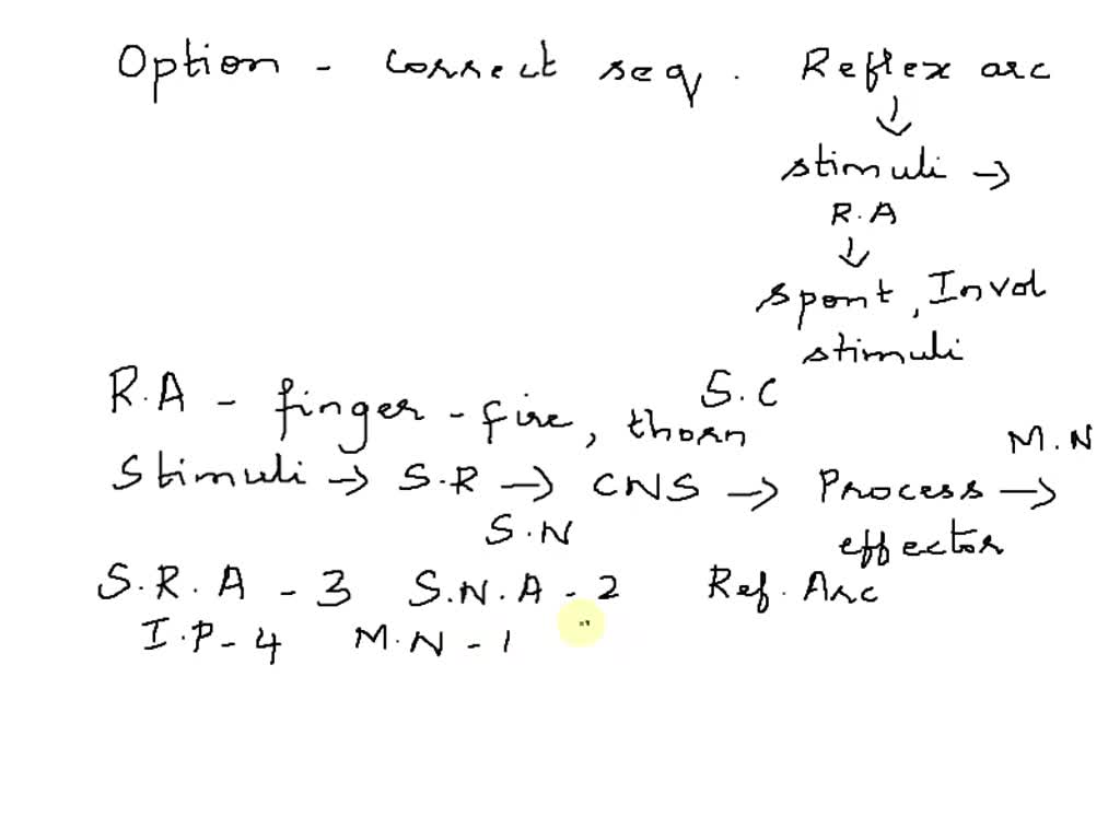 SOLVED: Place the following events of a reflex arc in the correct order: 1) motor neuron ...