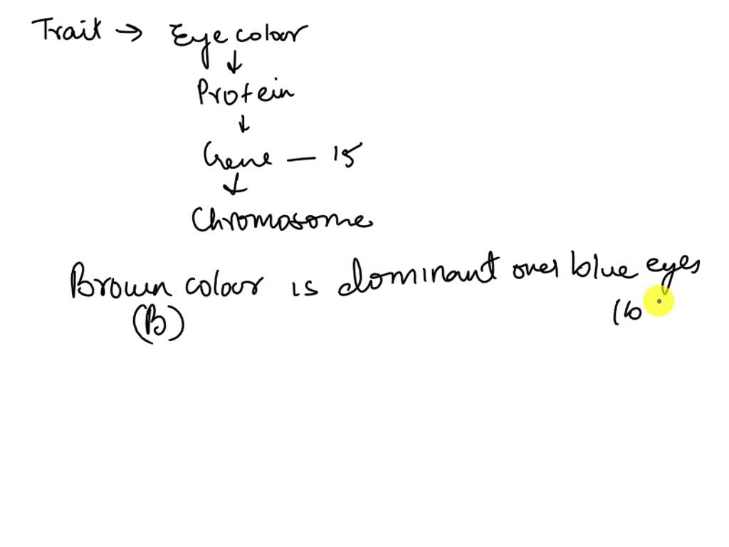 SOLVED: Create a model that shows how blue eyes originated. Be sure to ...