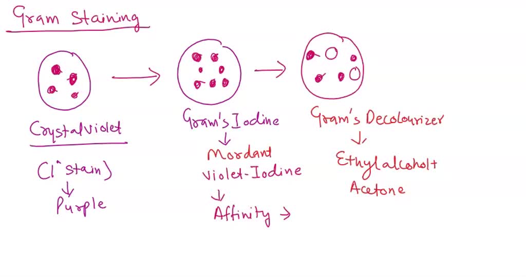 SOLVED: QUESTION 3 7) The purpose of a mordant in the Gram stain is to ...
