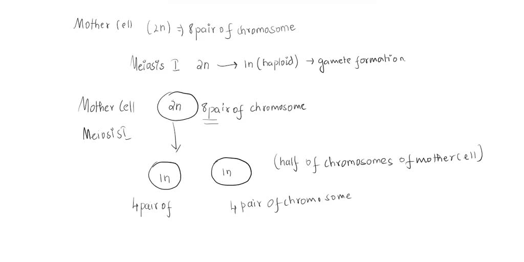 SOLVED: A diploid mother cell (2n=8) undergoes meiosis. At the end of ...