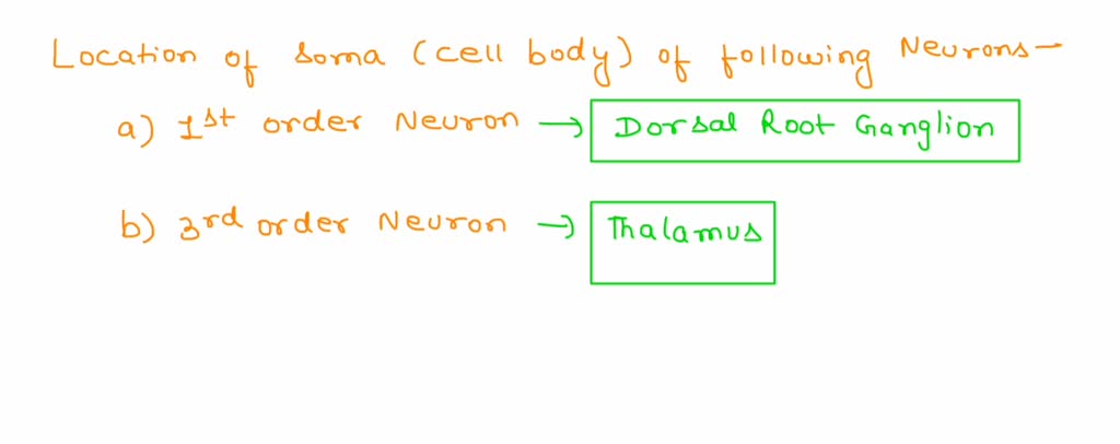 SOLVED: Using the Figure; where does the first order neuron synapse ...