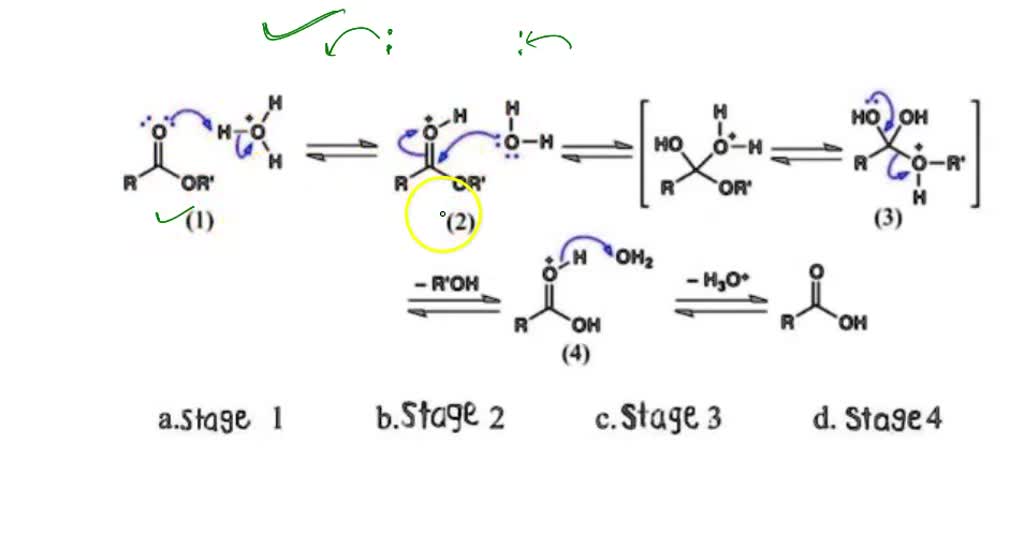 SOLVED: 19. The following diagram shows a mechanism for acid-catalyzed ...
