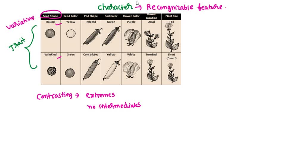 SOLVED: In a pea plant, find the contrasting trait if: a. the position ...
