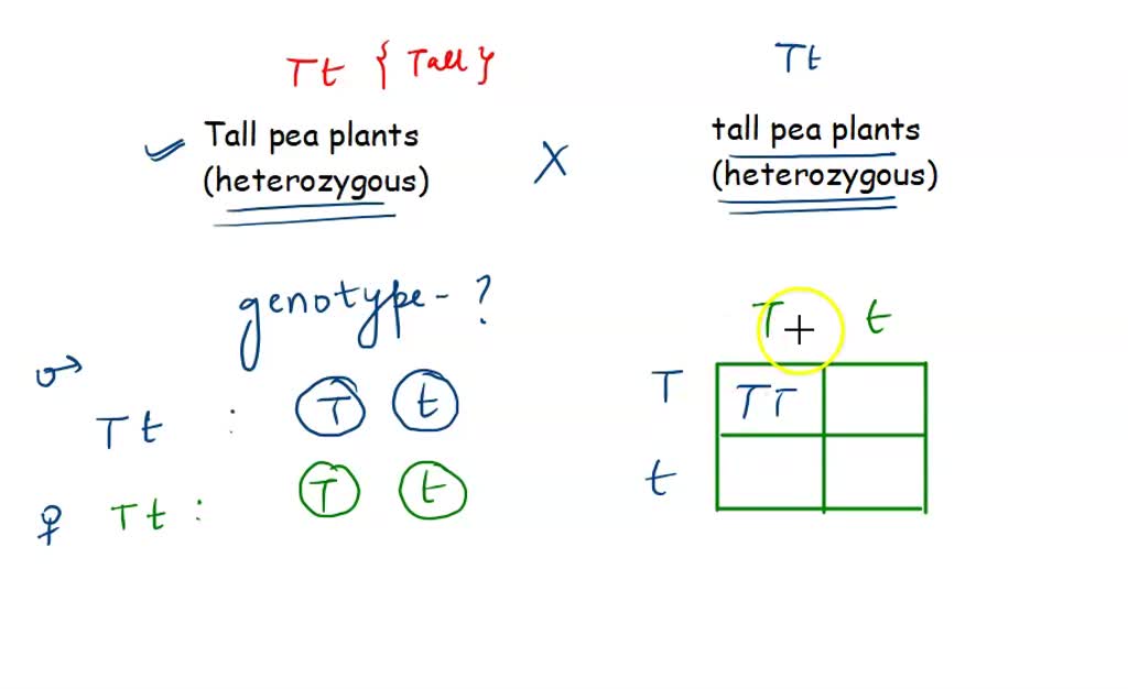 SOLVED:Use a Punnett square to predict the offspring in a cross between ...