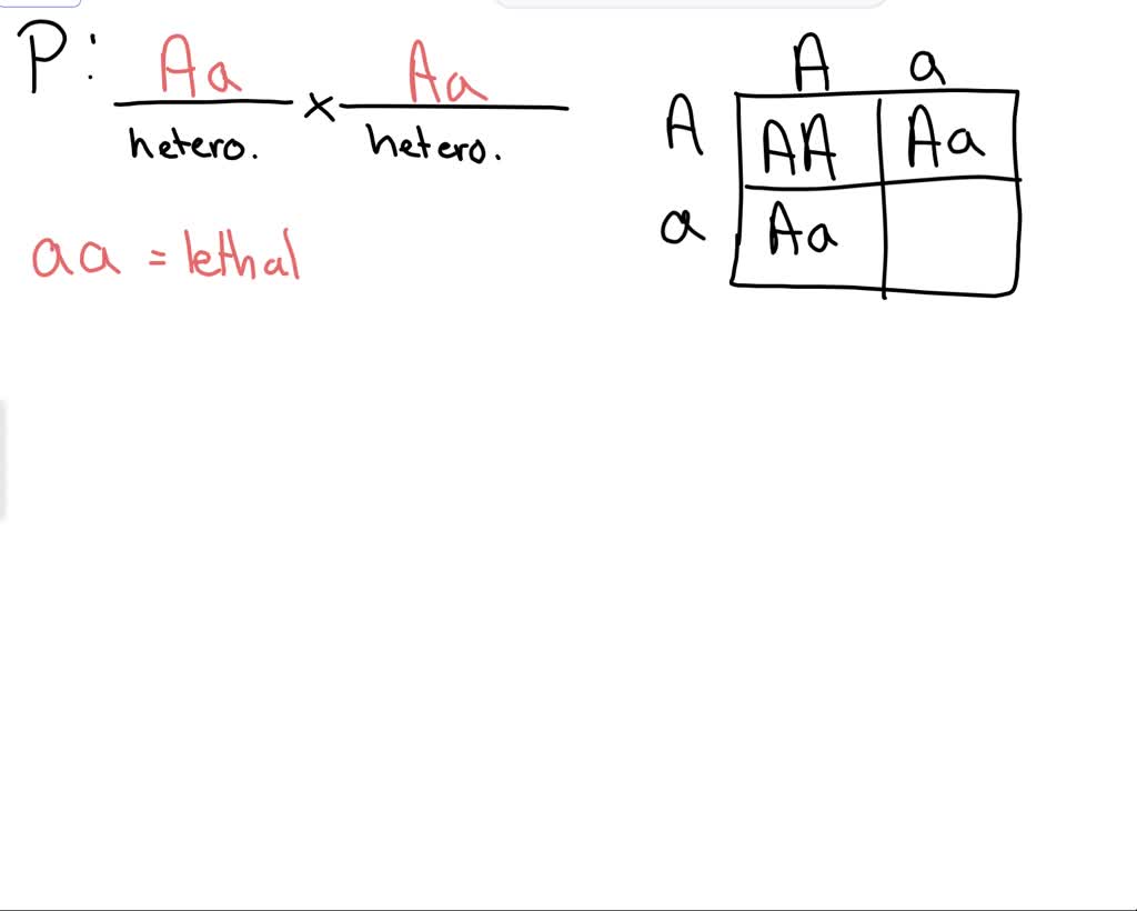 SOLVED: Text: Draw a Punnett square demonstrating the segregation of a ...