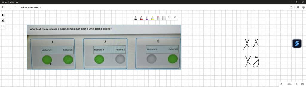 SOLVED: Which normal male (XY) cat's DNA is being added? It is on ...
