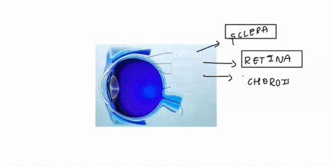 bel the structures at the anterior of the eye. Labels Posterior cavity ...