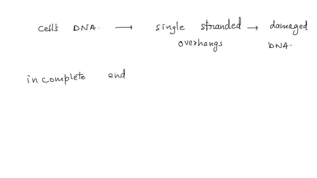 SOLVED: At the end of each chromosome in eukaryotic organisms, there is ...