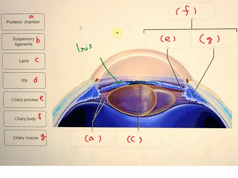 Labels Ciliary body Cornea Iris Lens Pupil Suspensory...