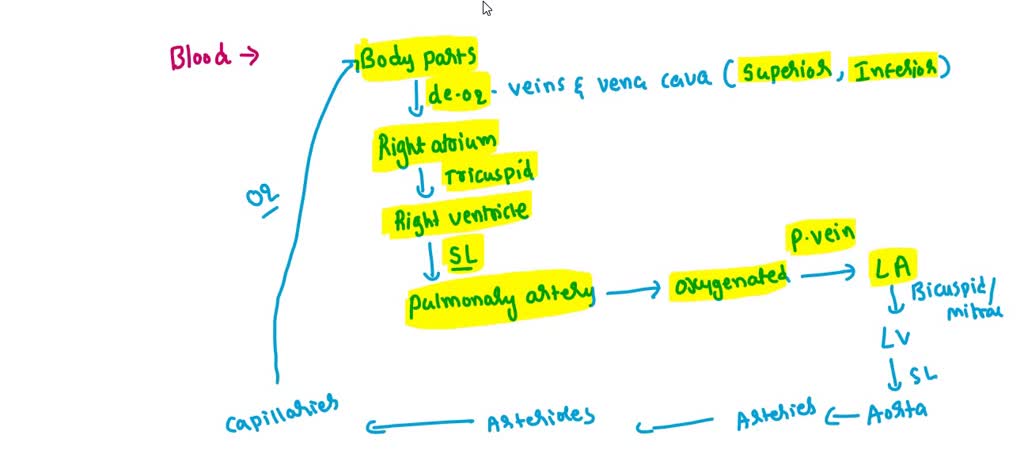 SOLVED: What is the correct pathway of blood in the systemic circuit? A. right atria, right ...