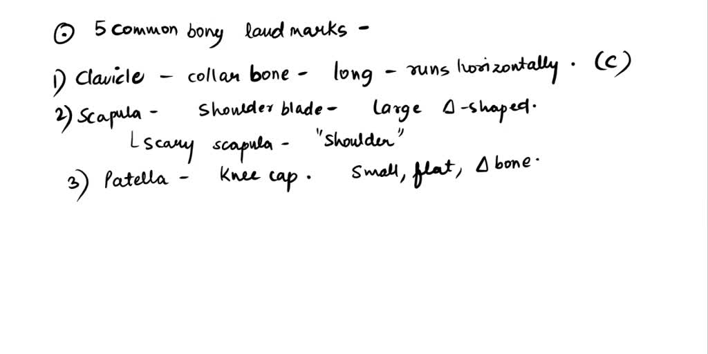 SOLVED: List five bony landmarks and describe how to remember their ...