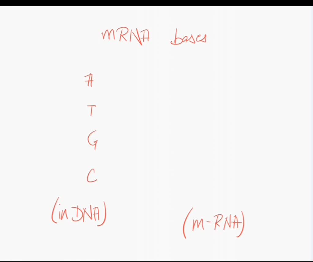 SOLVED: What bases in mRNA are used to complement the bases A, T, G ...
