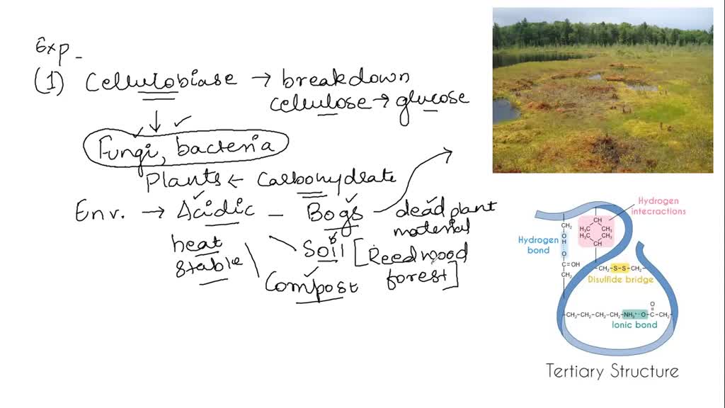 SOLVED: In what type of environment might an organism that produces ...