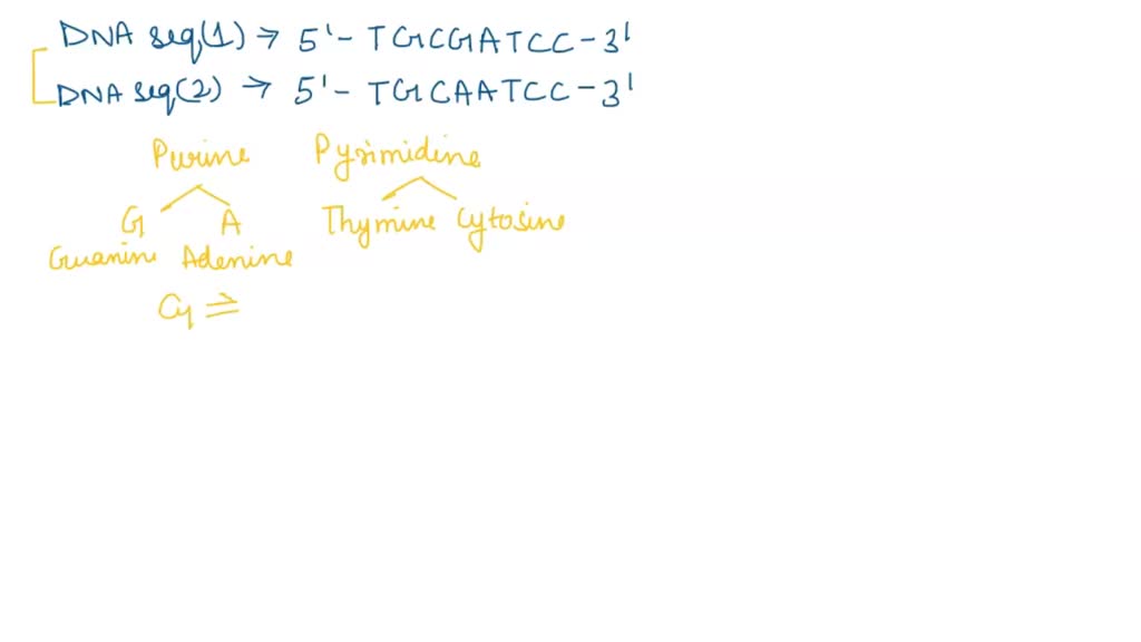 SOLVED: Question 2 (1 point) The following DNA sequence 5' TGCGATCC-3' is mutated to TGCAATCC-3 ...