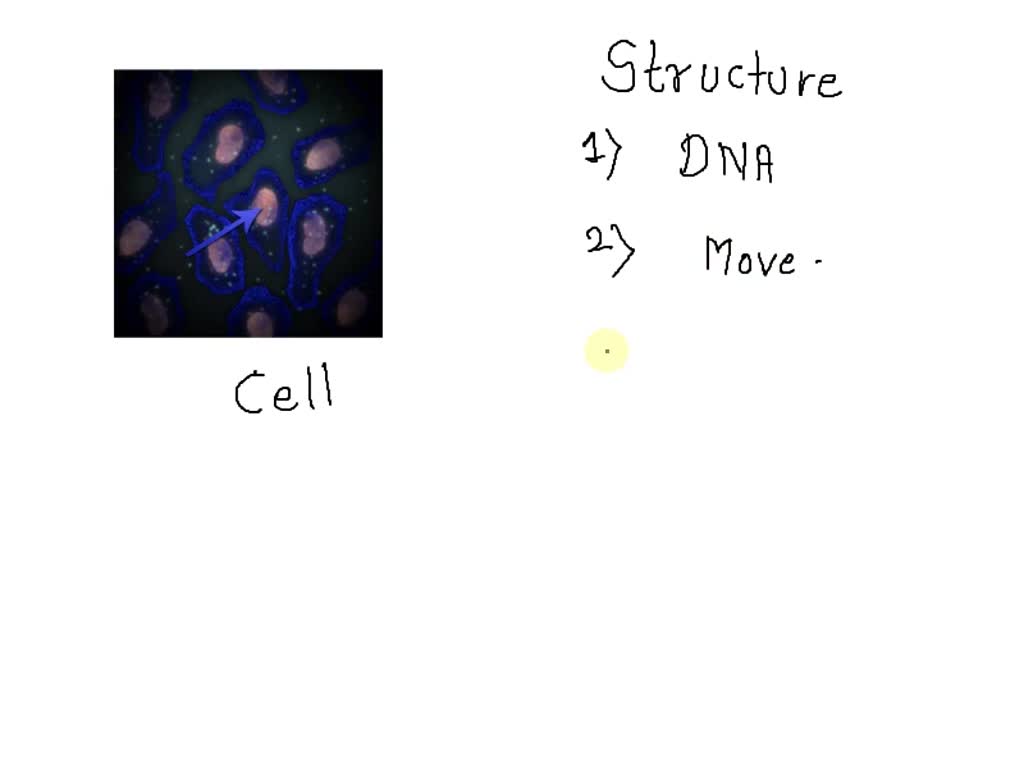 SOLVED: What is the function of the structure identified by the red arrow? Question 2 (4 points ...