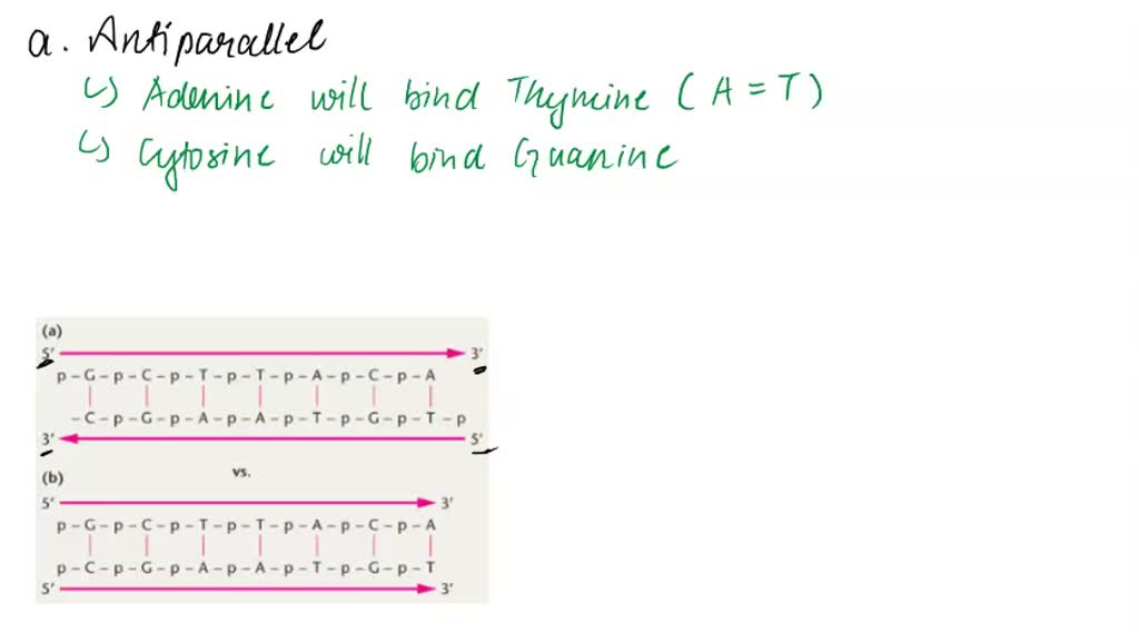 SOLVED: To gauge the fidelity of DNA synthesis, Arthur Kornberg and ...