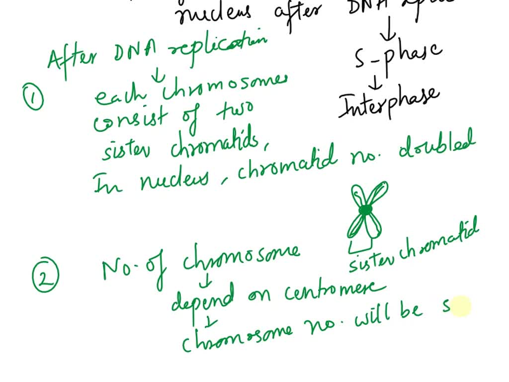 SOLVED: To simulate Interphase DNA replication: During S-phase of ...