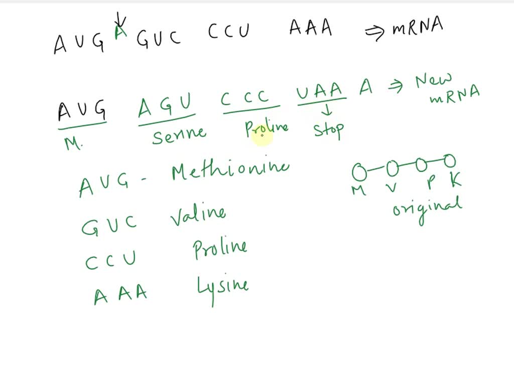 SOLVED: Look at the following mutation: AUG-GUC-CCU-AAA â†’ AUG-AGU-CCC ...