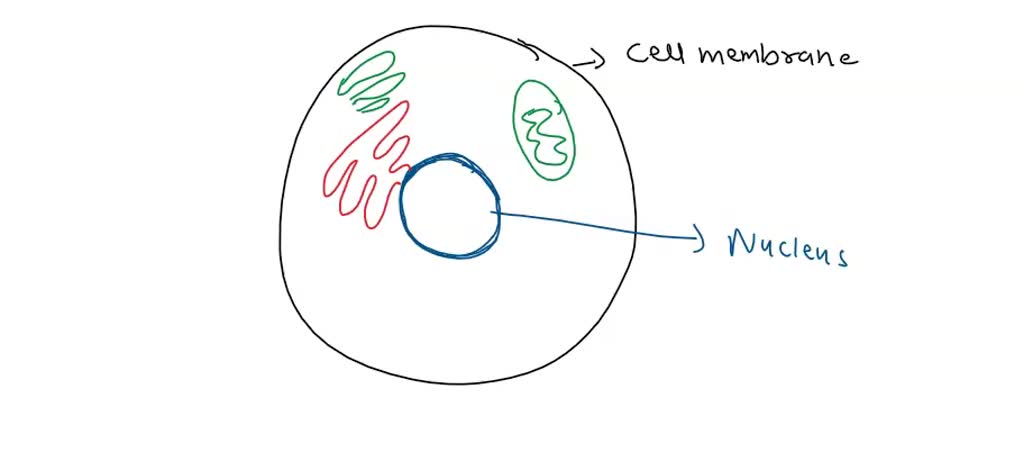 SOLVED: Place the following parts of a cell in order from superficial to deep: Superficial Cell ...