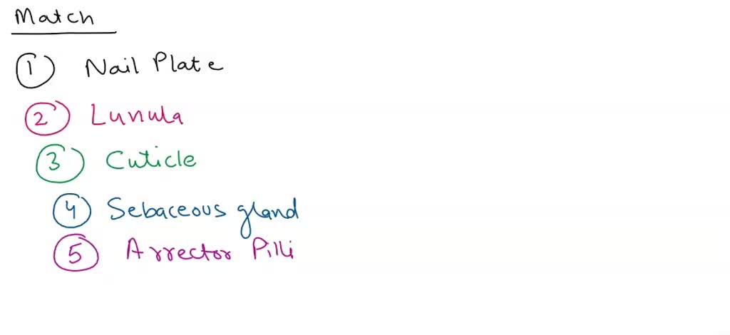 SOLVED: 1. onychophagia 2. perionychosis 3. onychocryptosis 4 ...