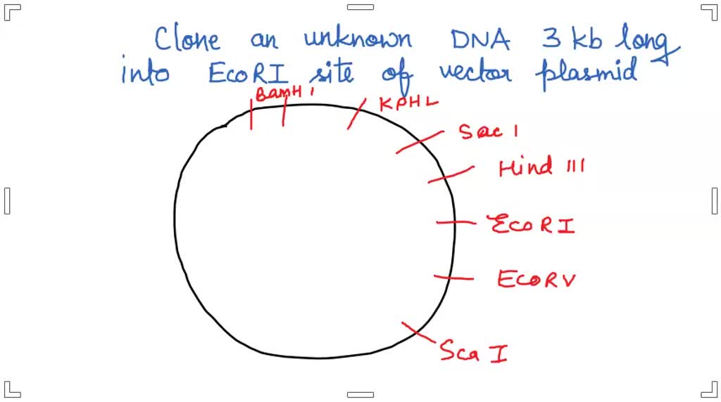 SOLVED: You have cloned an unknown cDNA 3 kb long into the EcoRI site ...