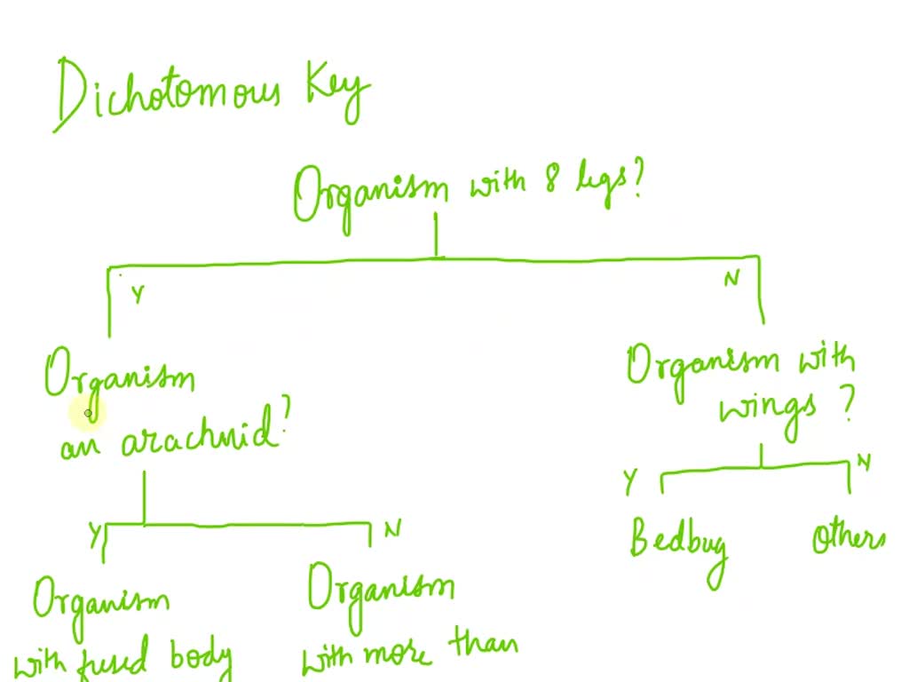 SOLVED: Make a Dichotomous key of the following: squid, bedbug, centipede, true crab, and spider
