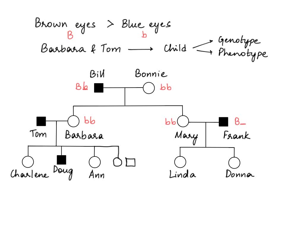 SOLVED: 17. In eye color, brown eyes are dominant to blue eyes. The ...