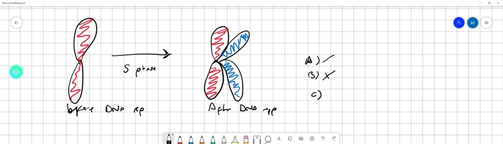 SOLVED: Chromosome constituents Select all the statements that are true ...