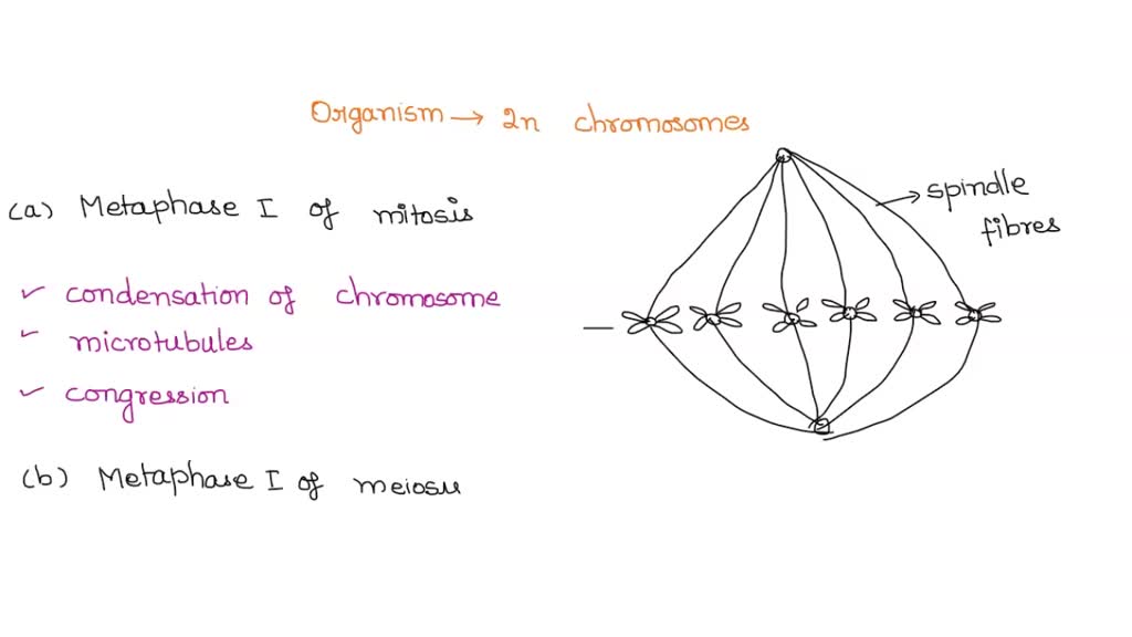 SOLVED Part B Which Student Models Show A 2n 6 Cell 