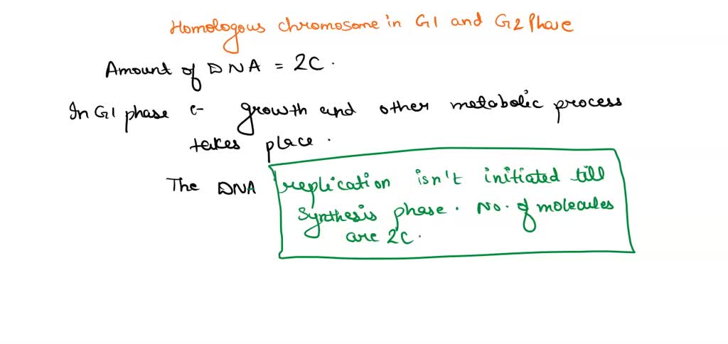 SOLVED: Draw pair of homologous chromosomes in G1 phase and in G2 phase ...