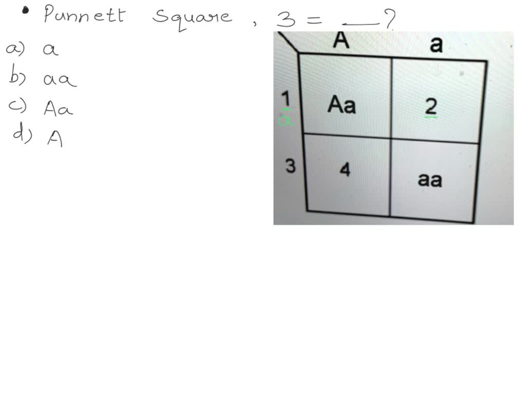 SOLVED: In the Mystery Punnett Square below; #3 should be A a Aa 2 3 aa