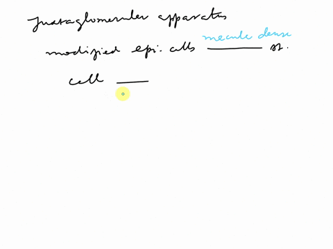 The macula densa cells and the juxtaglomerular (JG) cells form a ...