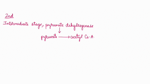 The intermediate stage of cellular respiration produces atp...