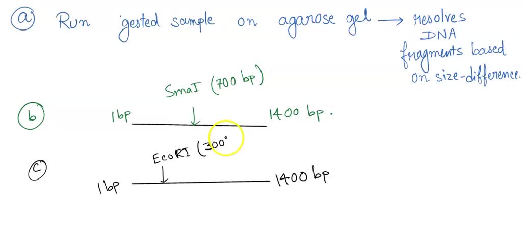 SOLVED: Physical maps are based on DNA sequence-based markers that can ...