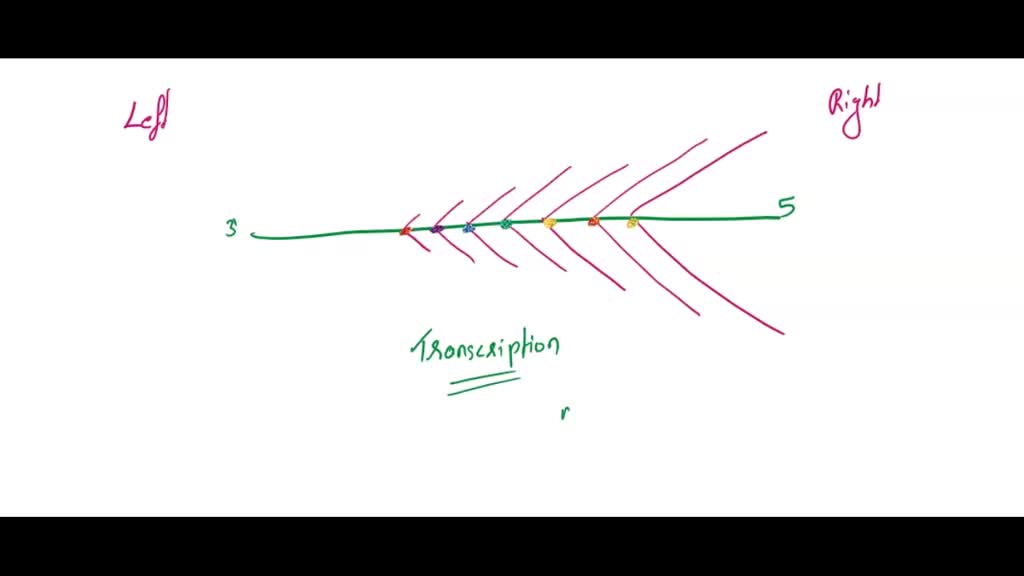 SOLVED: In the electron micrograph of rRNA transcription shown in ...