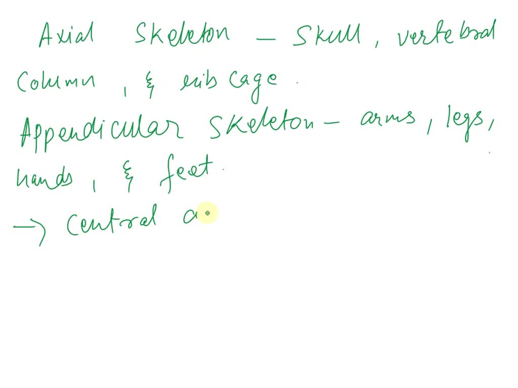 SOLVED: The axial skeleton includes - the skull, vertebral column, and ...
