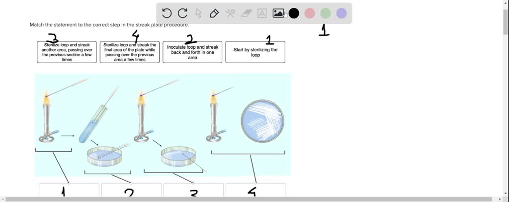 SOLVED: Match the statement to the correct step in the streak plate procedure: Sterilize loop ...