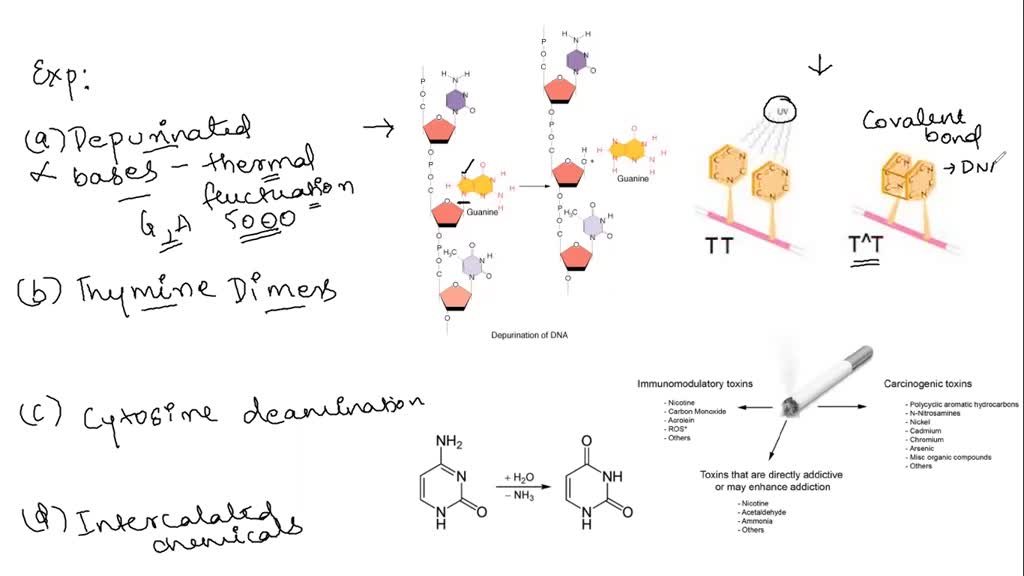 SOLVED: Question 9 1 pts Sally and Tom smoke cigarettes like chimneys ...