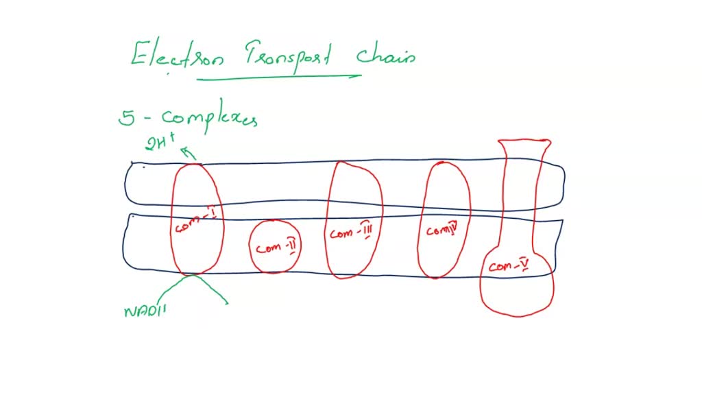 SOLVED: draw a bacterial electron transport chain